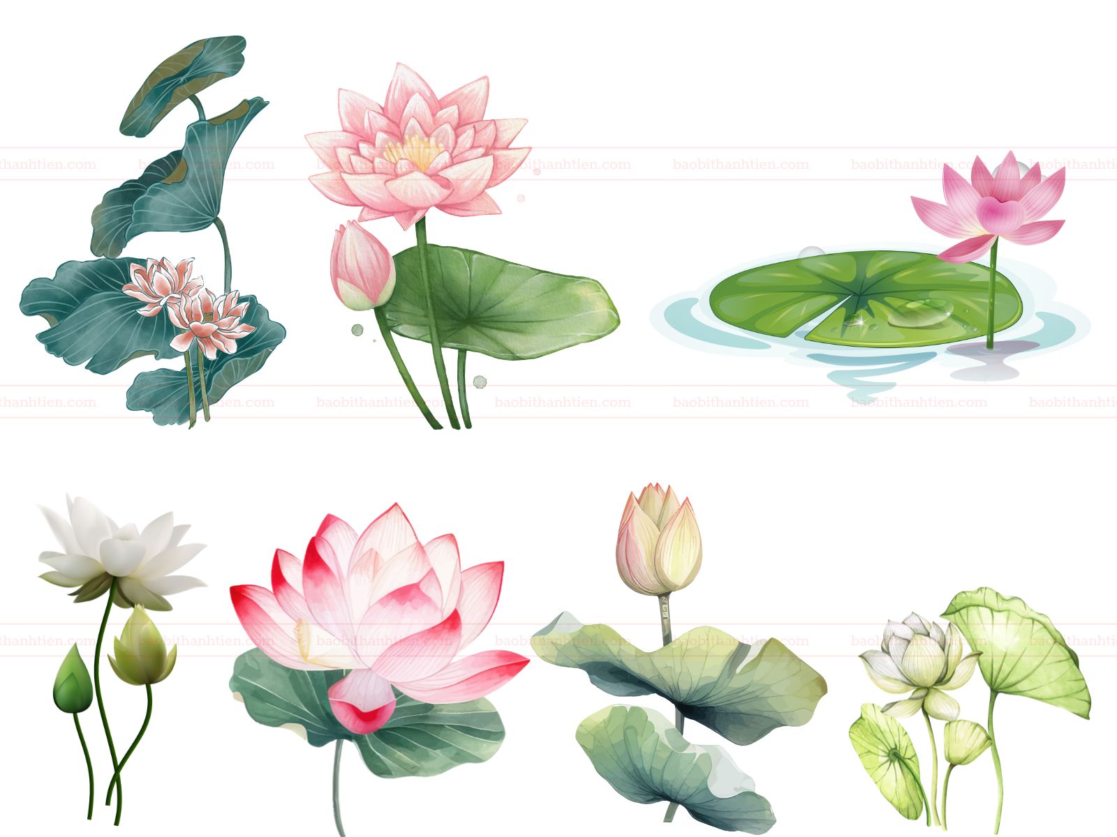 Tải Miễn Phí Background Hoa Sen Vector Đẹp Sắc Nét