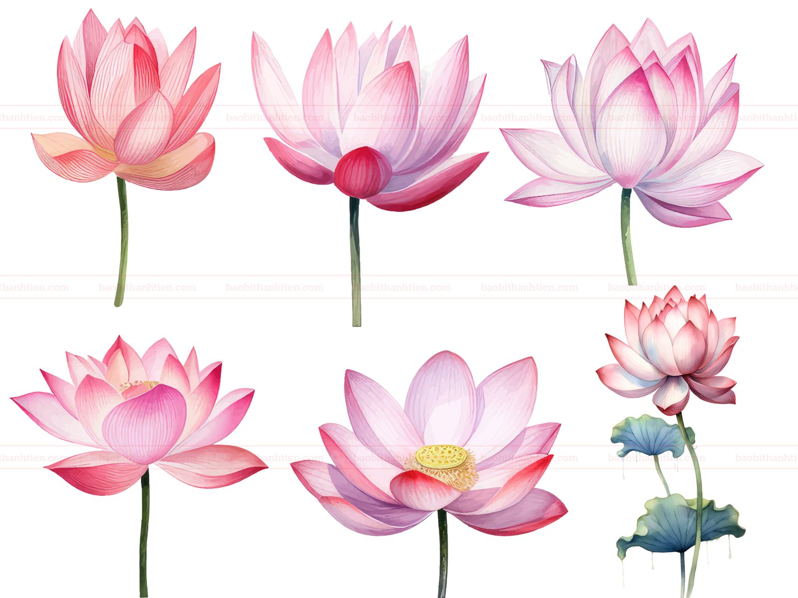 Tải Miễn Phí Background Hoa Sen Vector Đẹp Sắc Nét